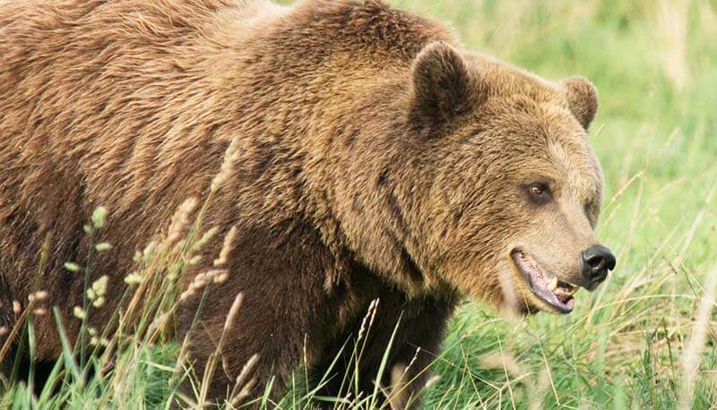 Il passaggio dell'orso, recensione