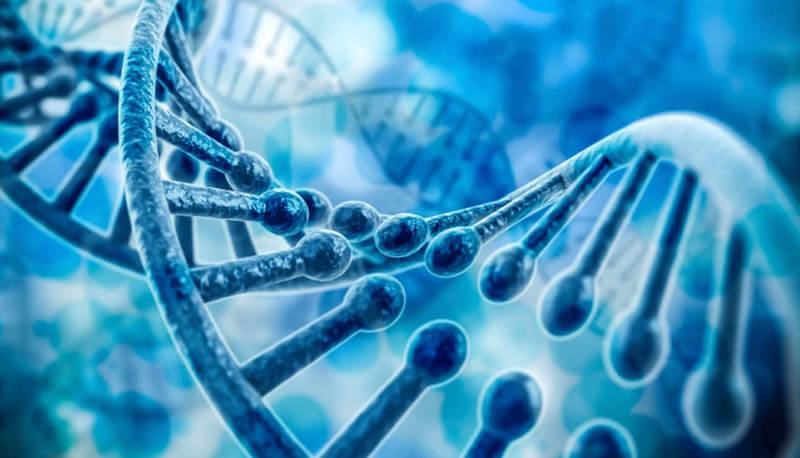 Struttura, funzione e regolazione del DNA e RNA nel codice genetico