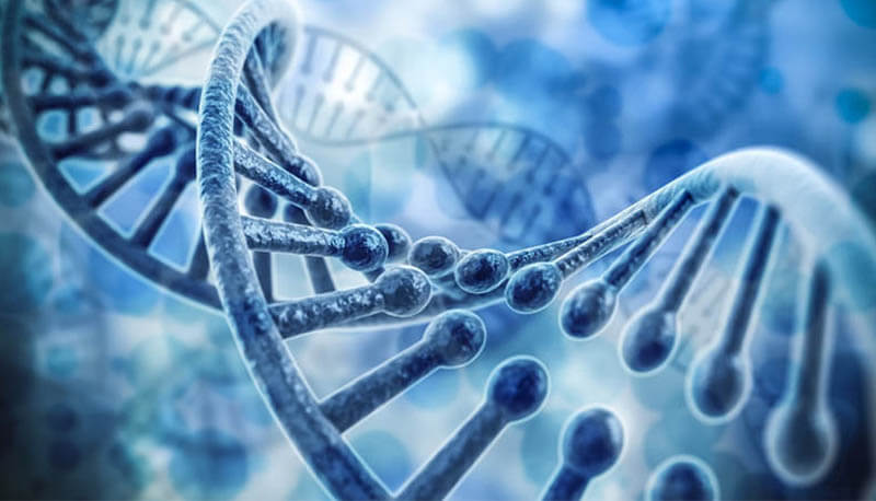 DNA: le proprietà, le caratteristiche e la definizione del DNA