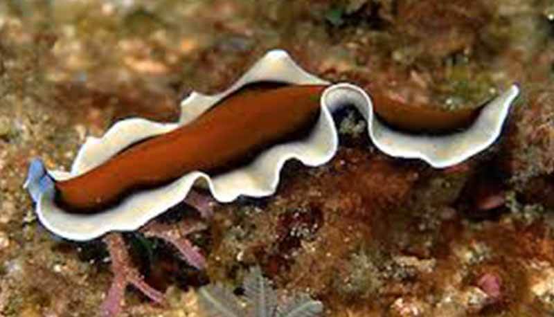 Descrizione dettagliata dei platelminti: anatomia, alimentazione e ...