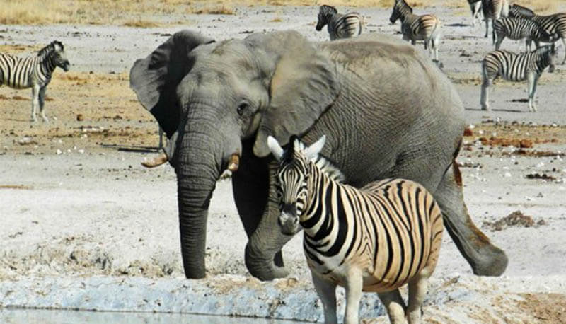 Mammiferi: definizione e caratteristiche principali