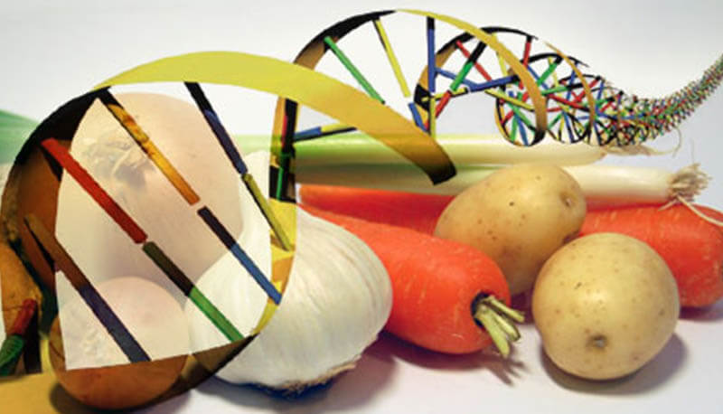 Schema per un saggio sugli OGM