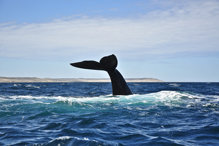 Starbuck, Moby Dick: descrizione del personaggio del romanzo