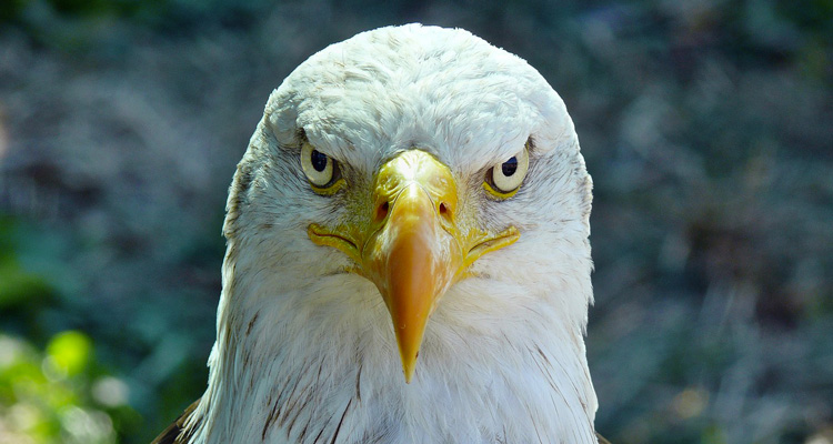 Aquila: descrizione del celebre volatile e caratteristiche