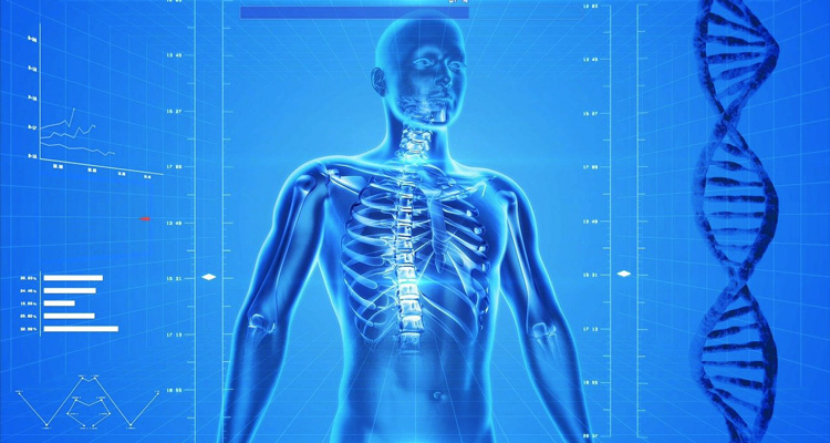 Scheletro del capo: descrizione delle ossa da cui è formato