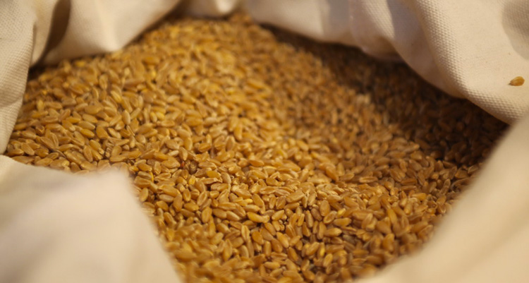 Malto: origine, processo produttivo e prodotti ottenuti