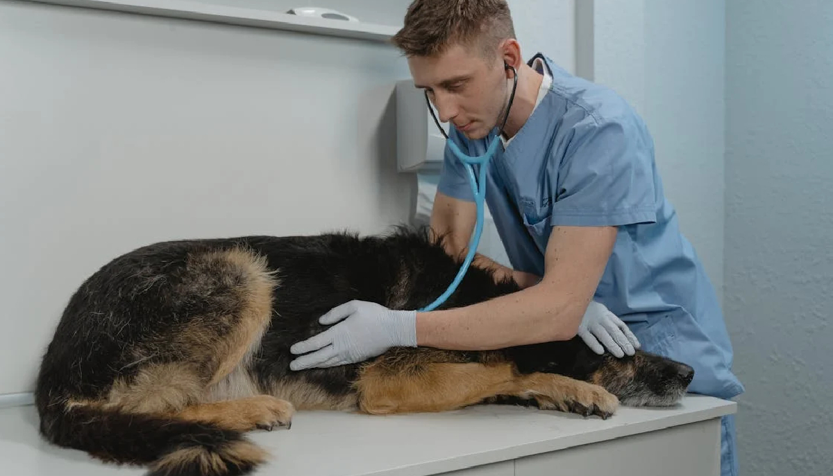 Test veterinaria 31 luglio, cosa devi sapere per arrivare pronto