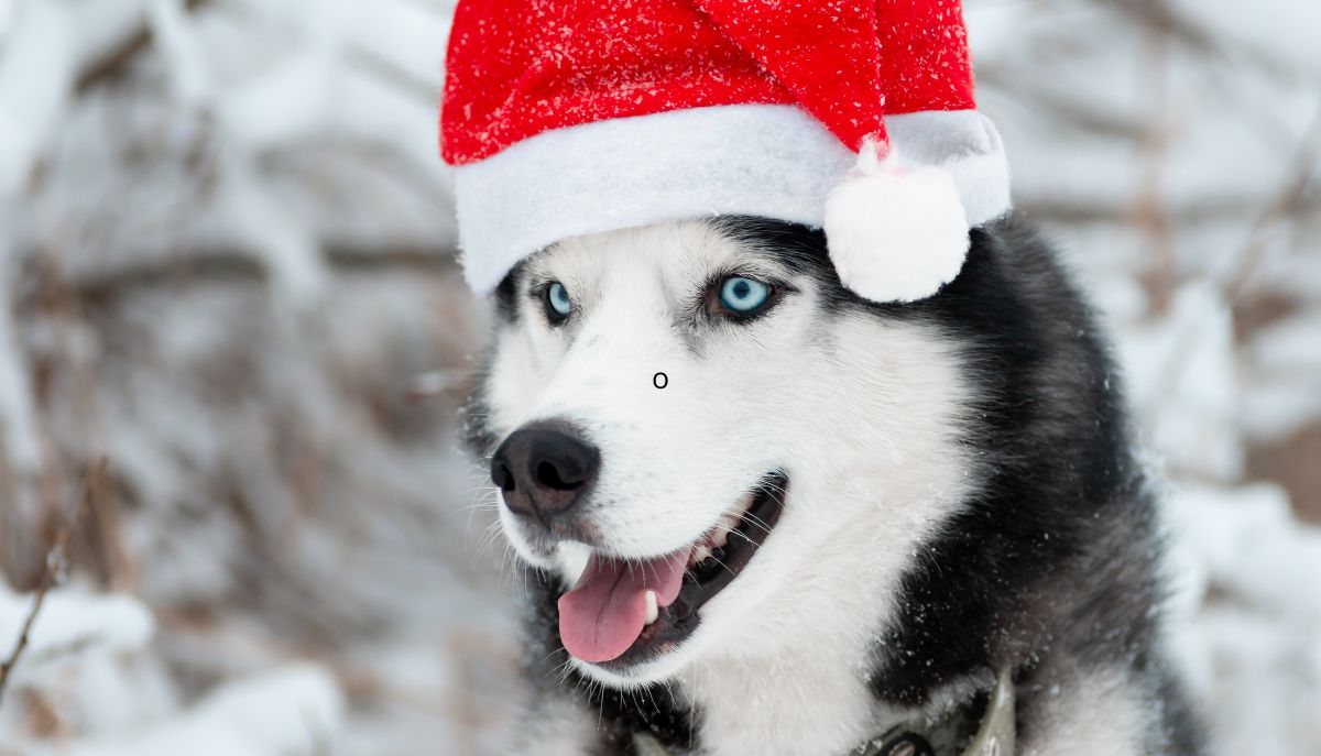 Dal Siberian Husky al Maine Coon, 10 razze di cani e gatti che adorano ...