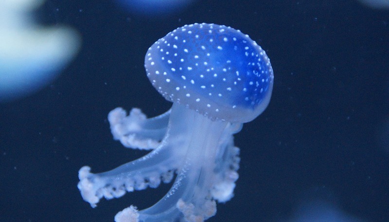 Cnidari (meduse ecc.)