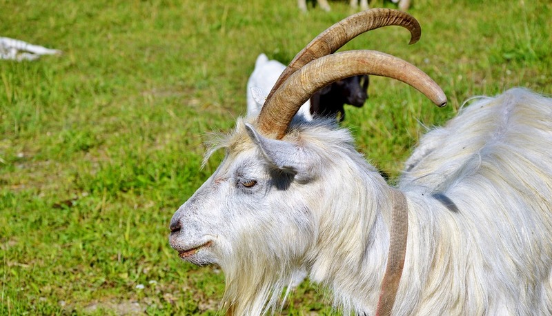 Allevamento della capra in Marocco: Tesine Esame Maturità