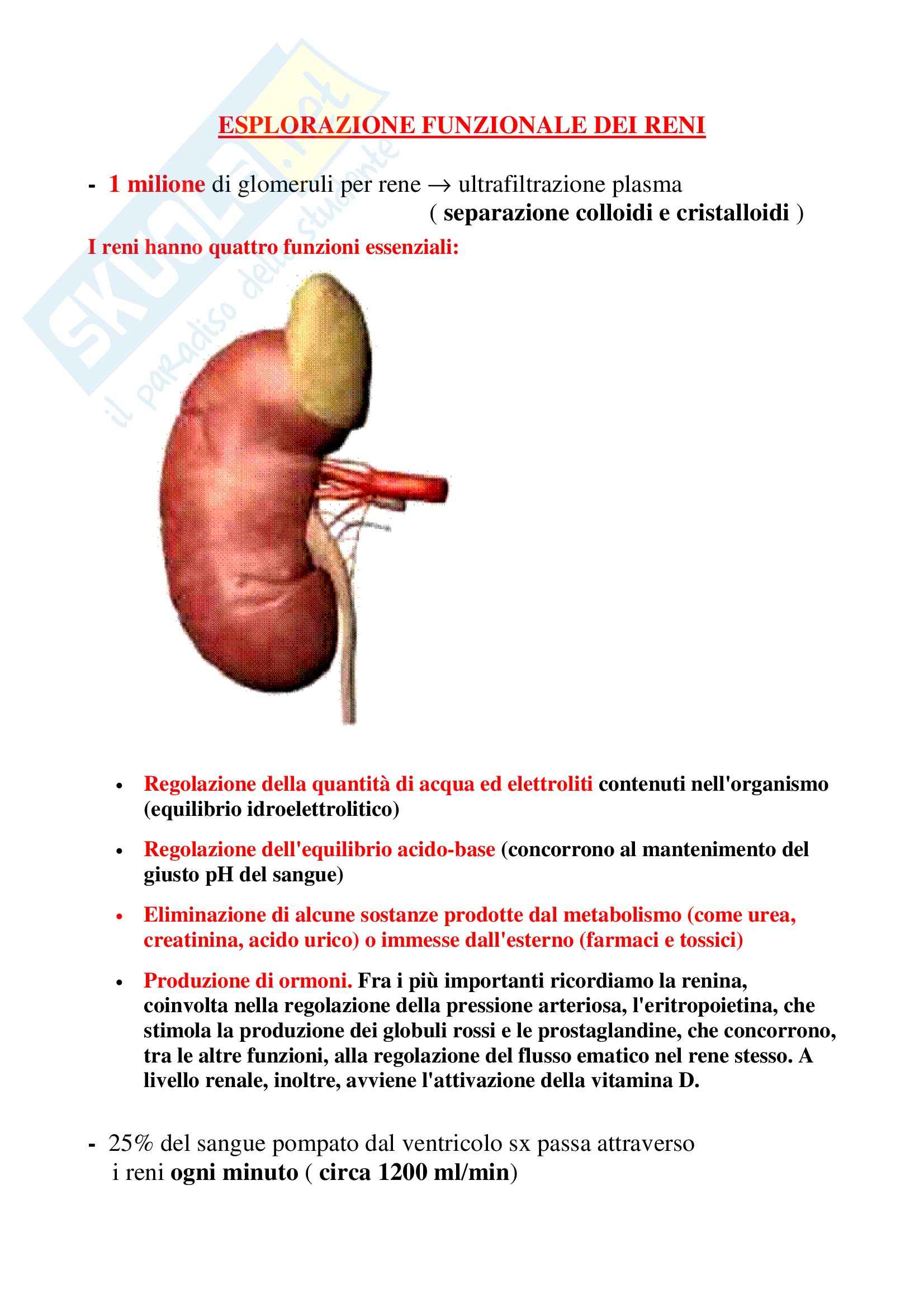 La funzione dei reni