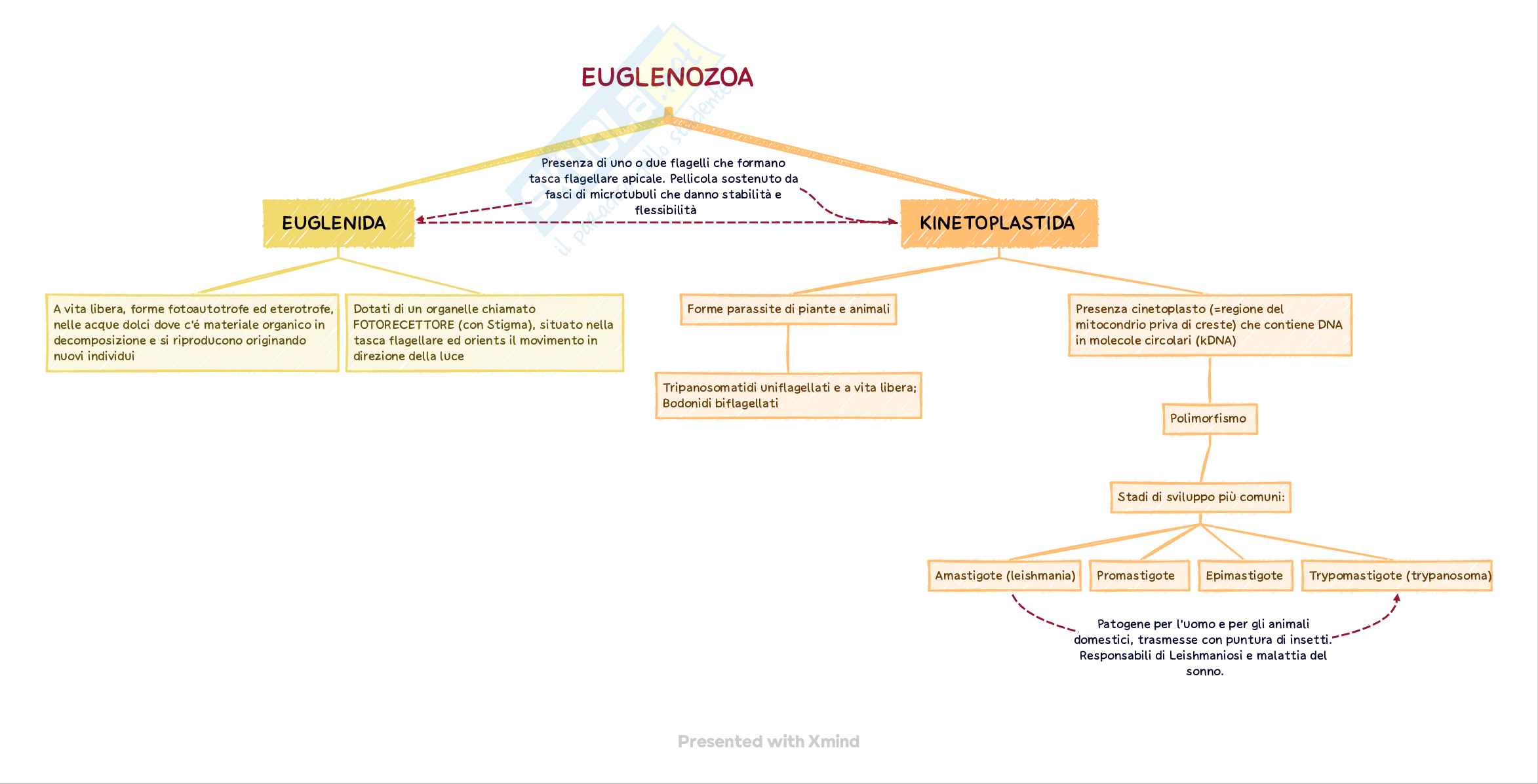 Schemi zoologia sistematica protozoi, cnidari e platelminti