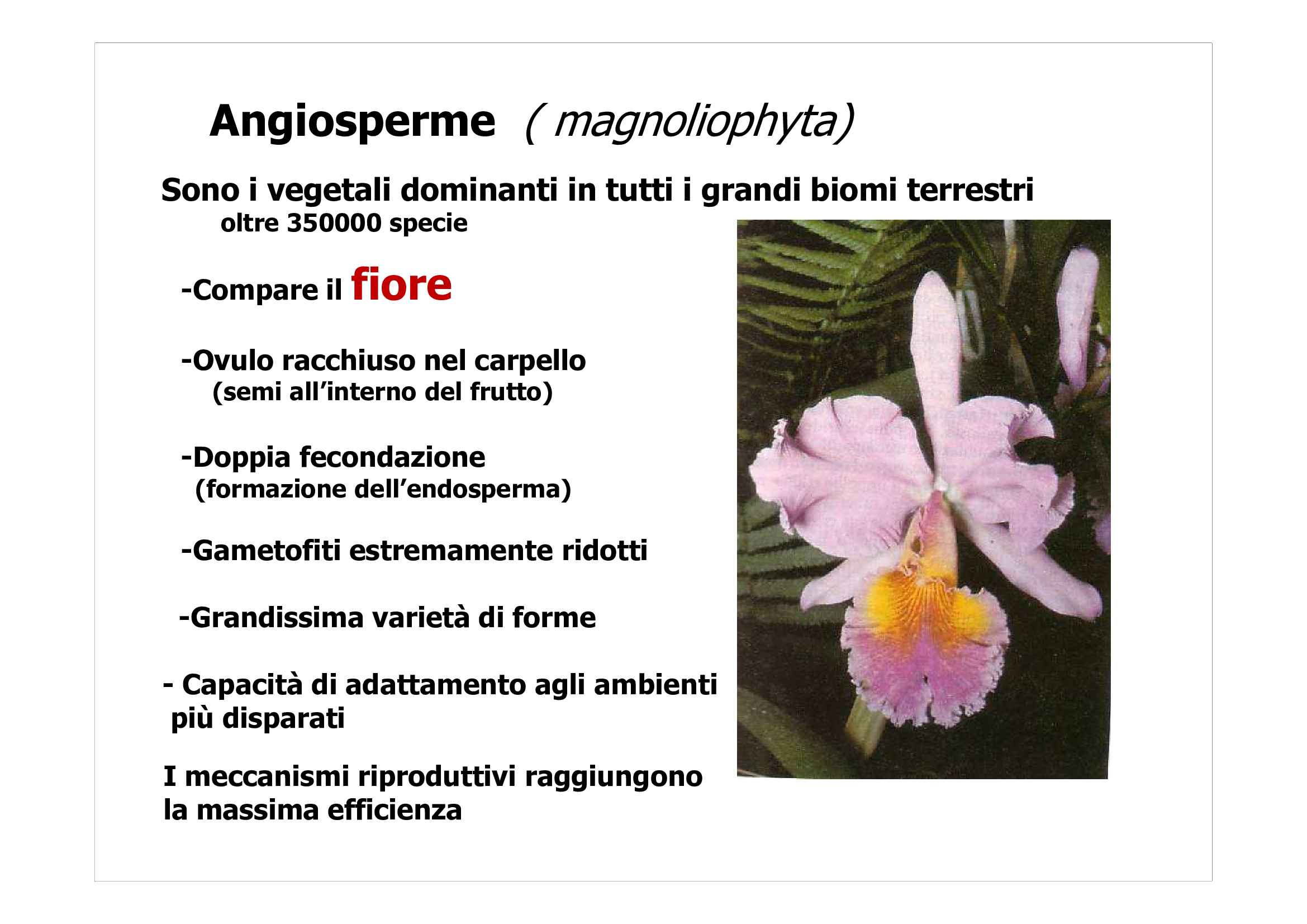 Angiosperme - Dispense