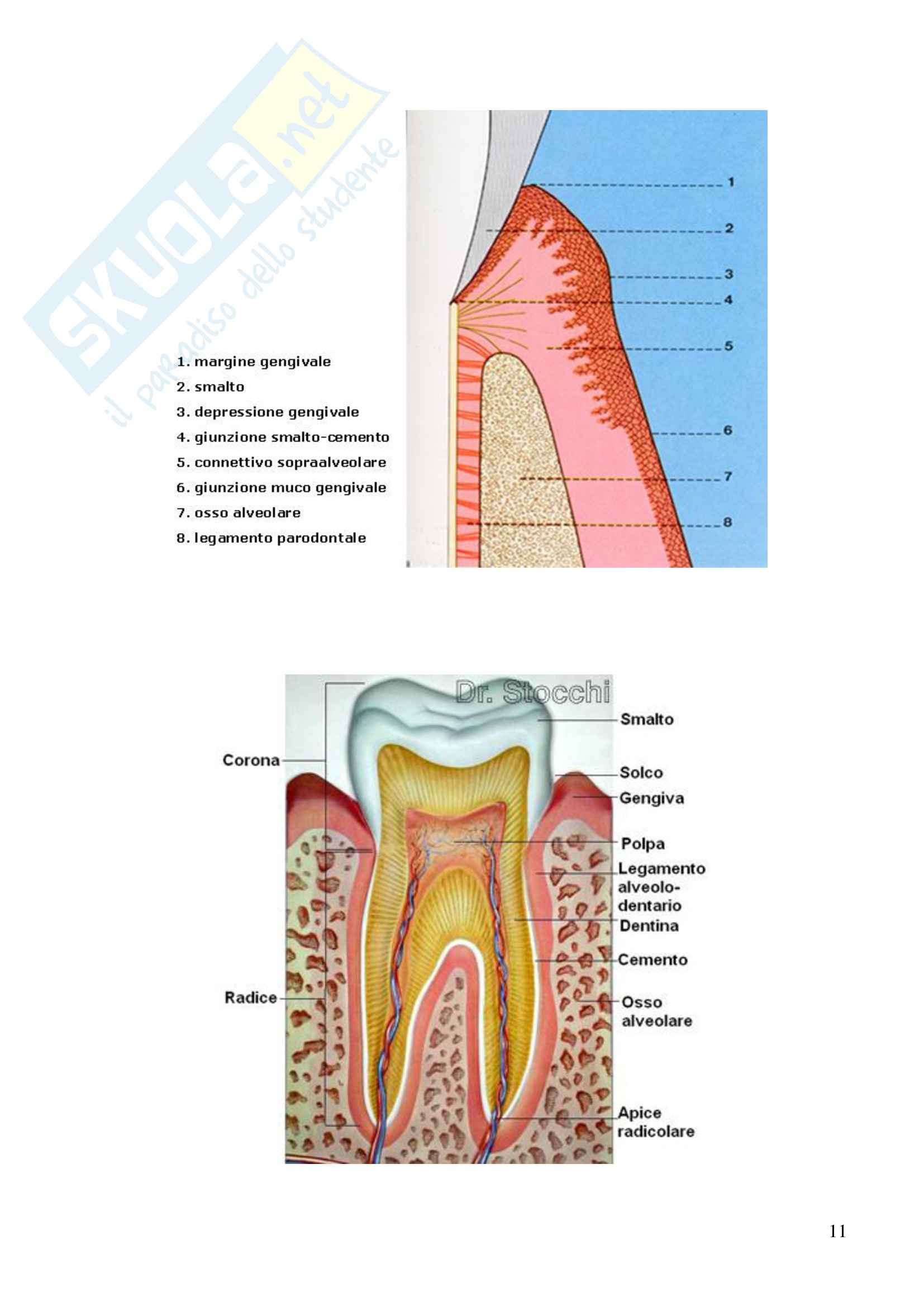 Parodonto: Appunti di Anatomia dell'Apparato stomatognatico
