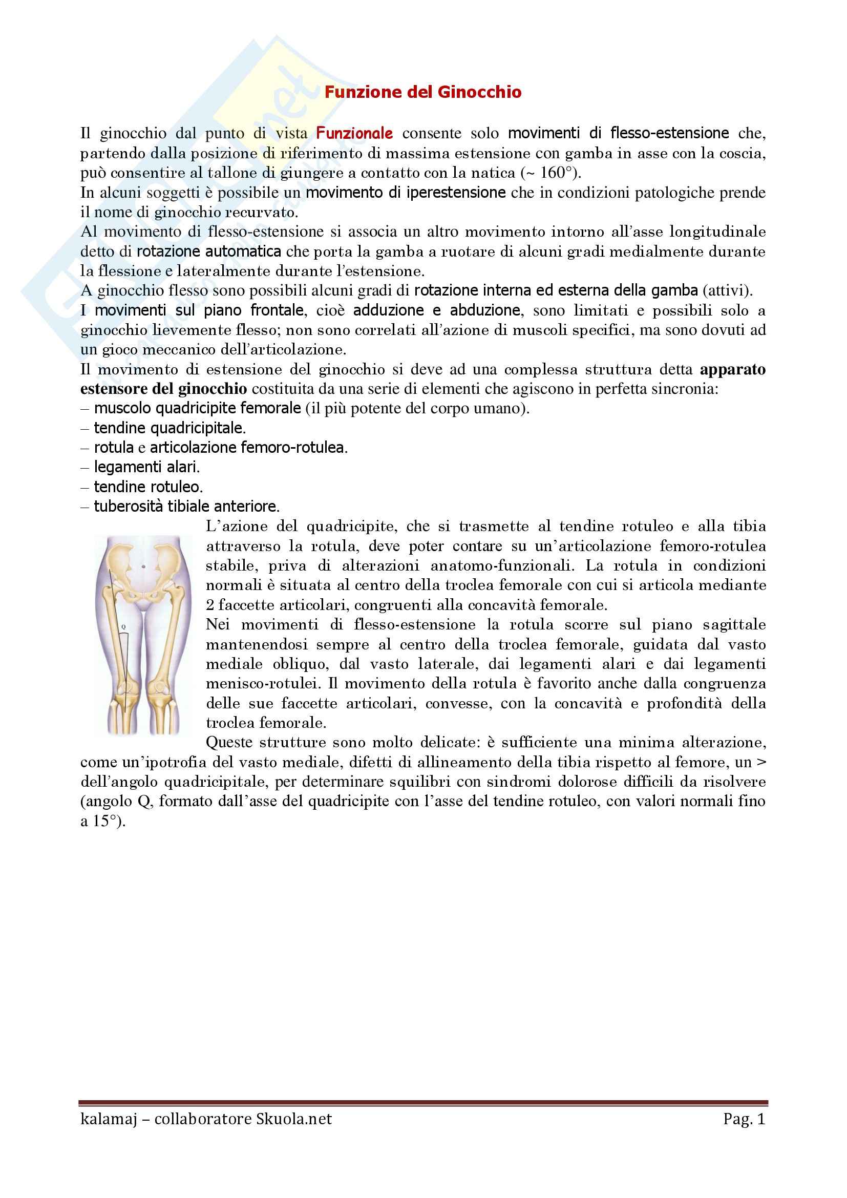 Anatomia umana - Funzione del Ginocchio