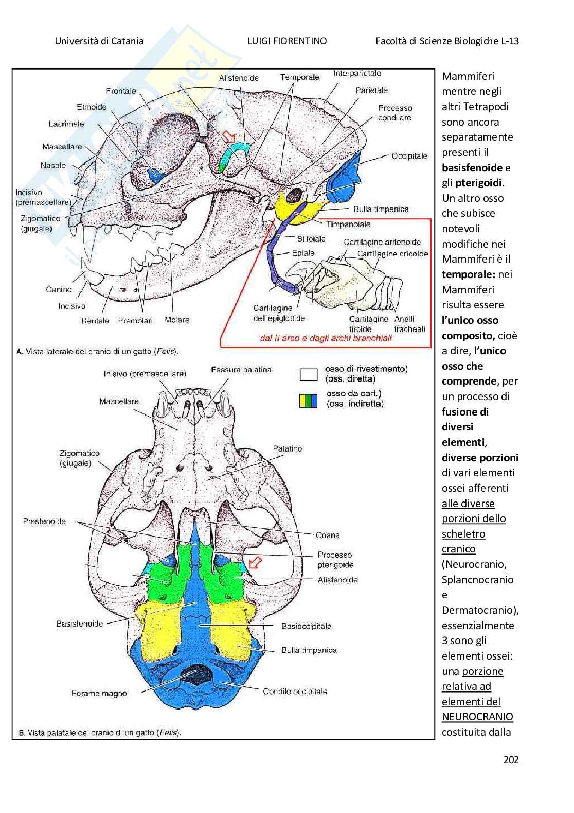 Modulo 2 Anatomia Comparata
