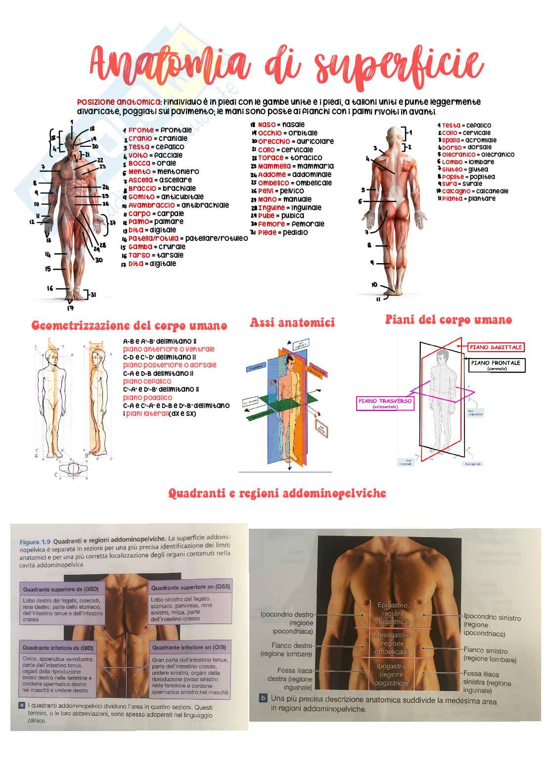 Anatomia di superficie e classificazione organi