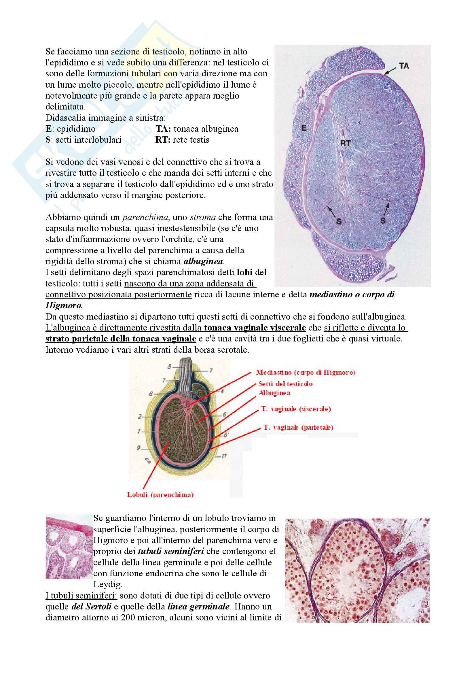 Apparato Genitale Maschile, Anatomia