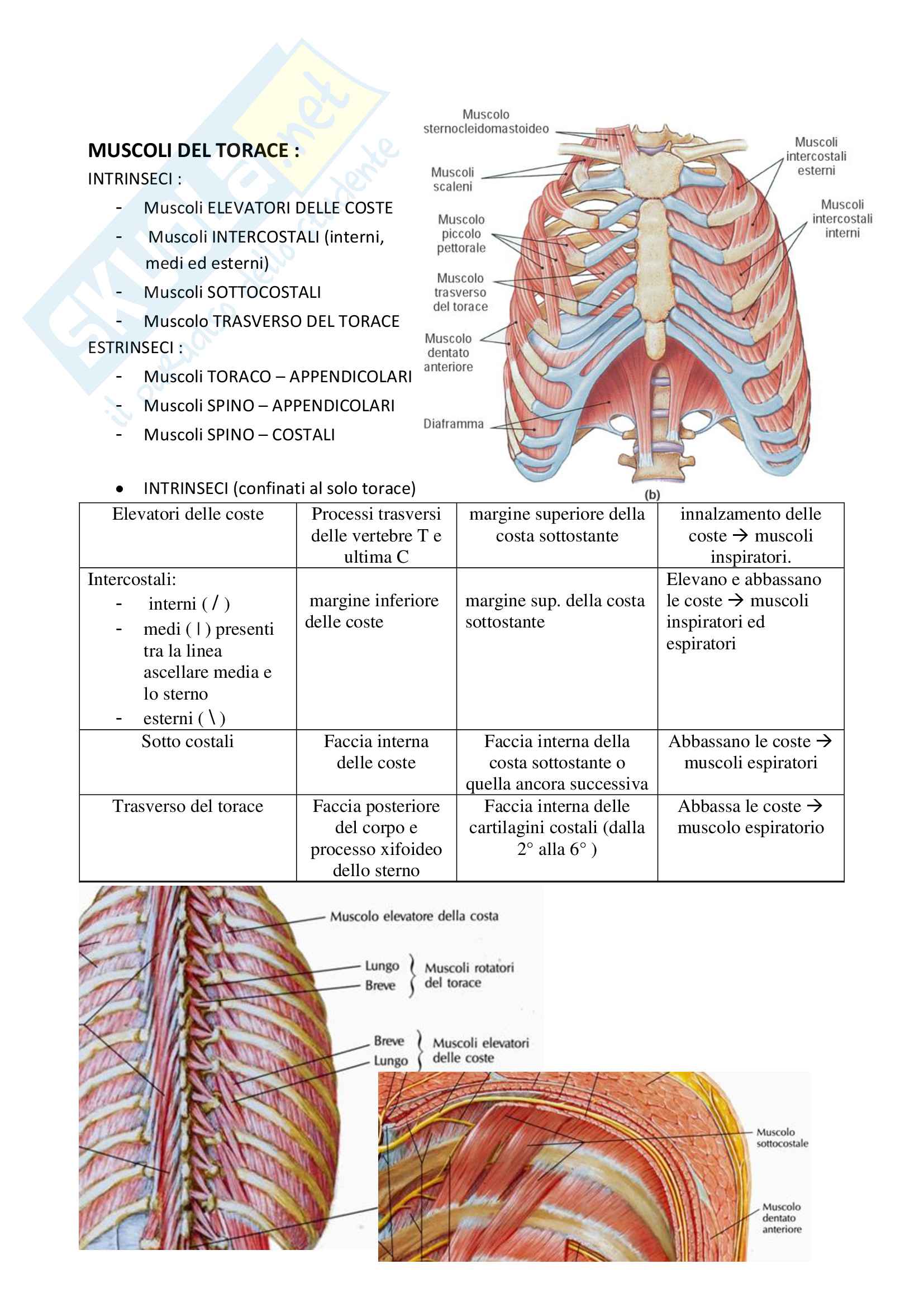 Anatomia
