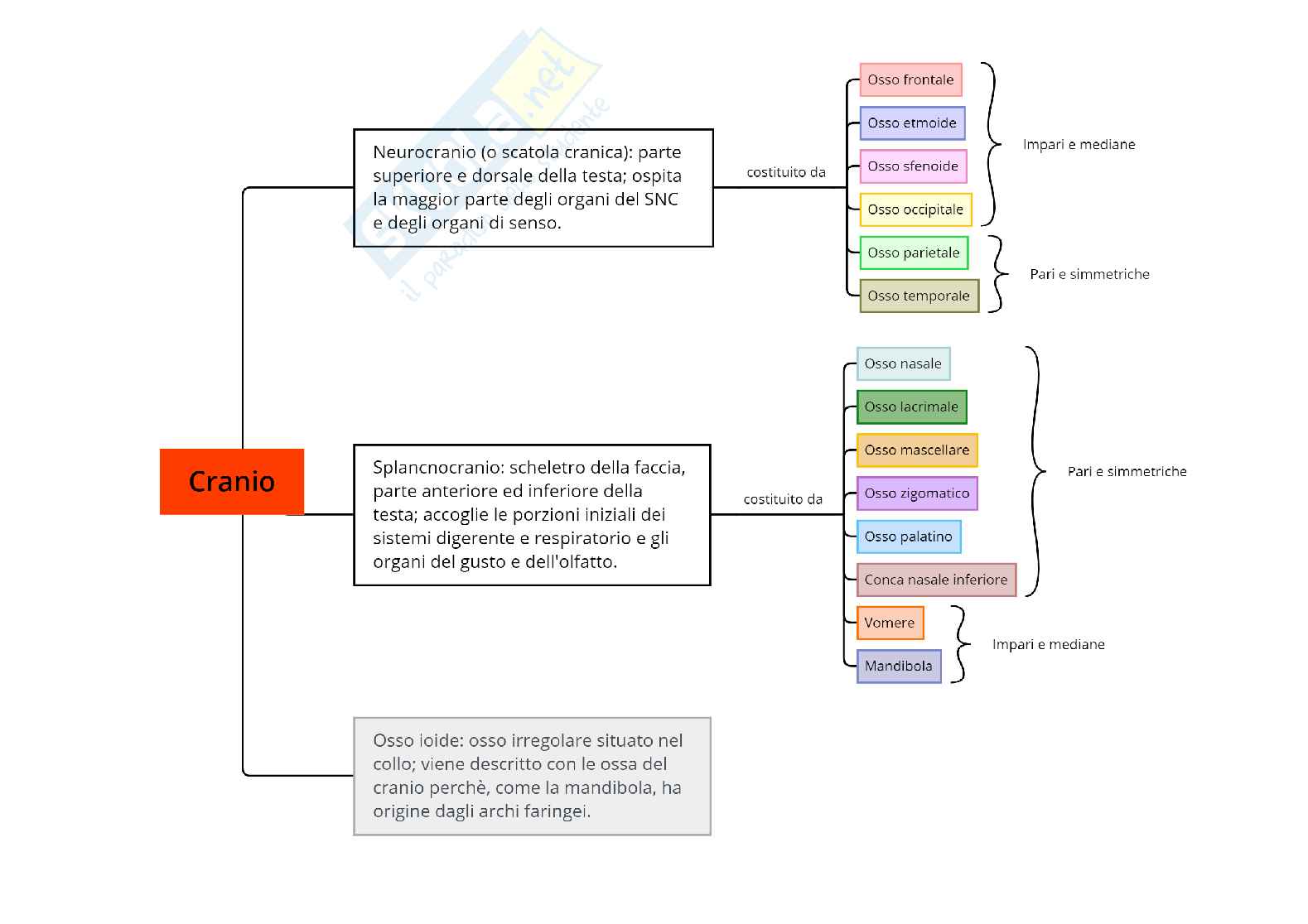 Cranio - Mappa concettuale (ossa, articolazioni, configurazione, cavità ...