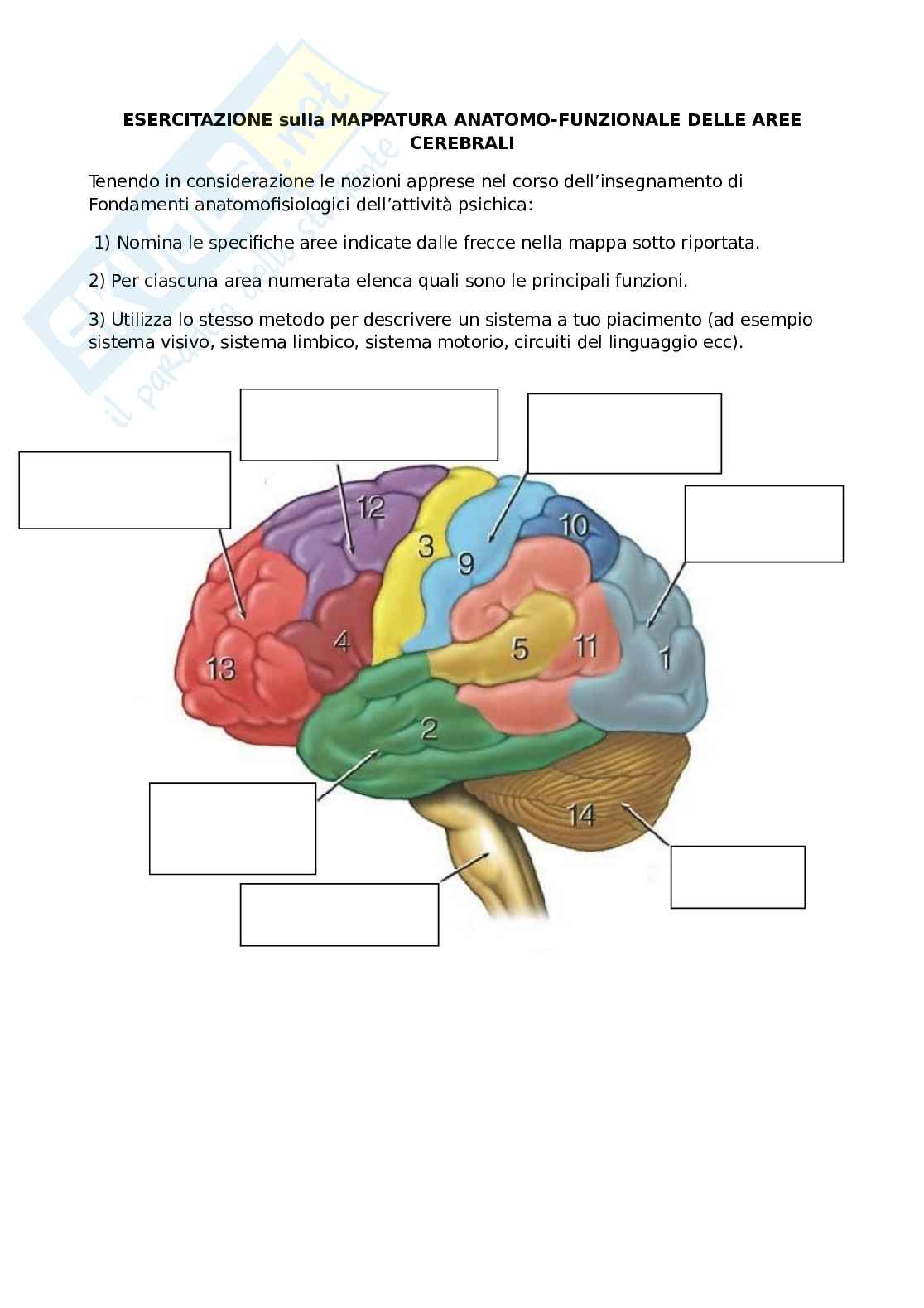 Esercitazione sulle aree cerebrali (da svolgere) - Fondamenti anatomo ...