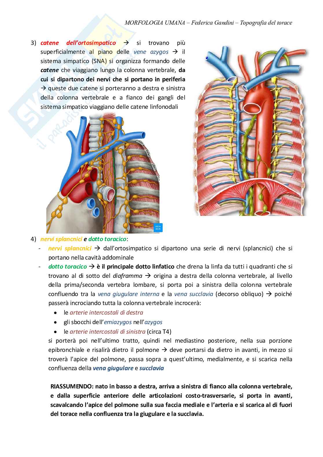 Appunti - Schema - riassunto anatomia umana: topografia del torace ...