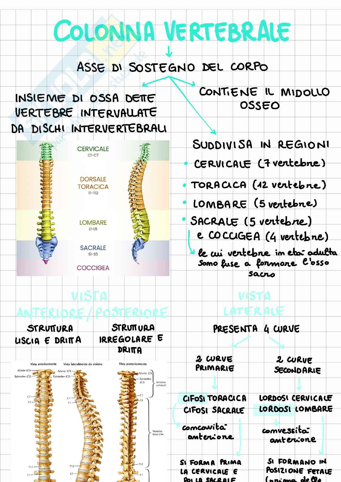 Colonna vertebrale e vertebra tipo