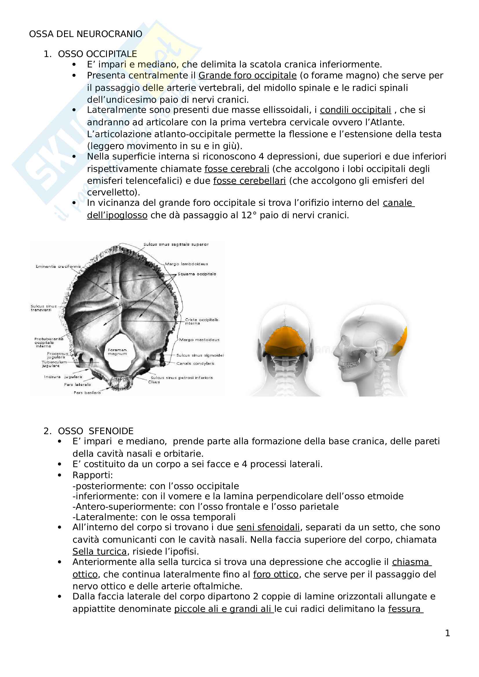 Anatomia delle ossa della testa