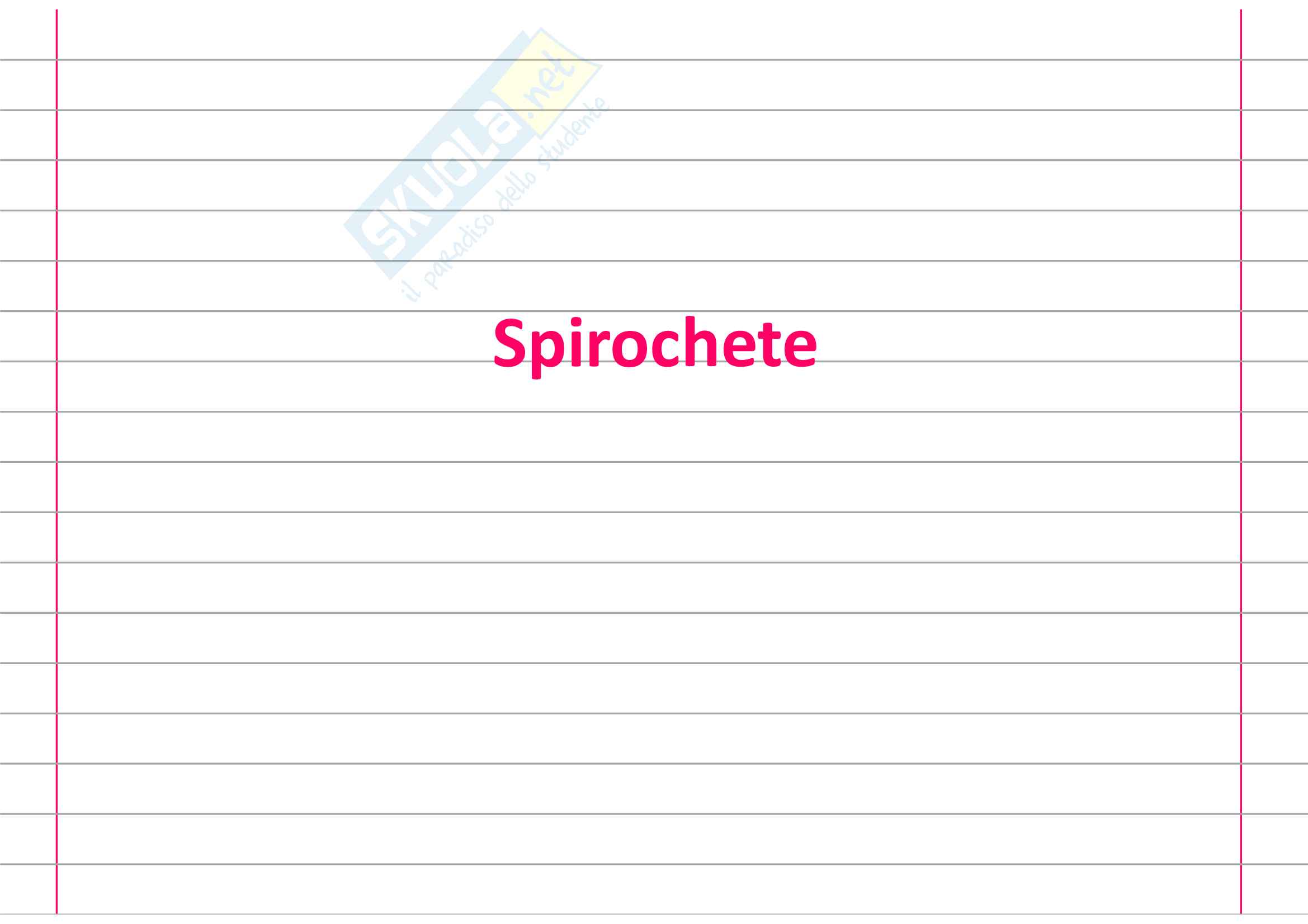 Spirochete