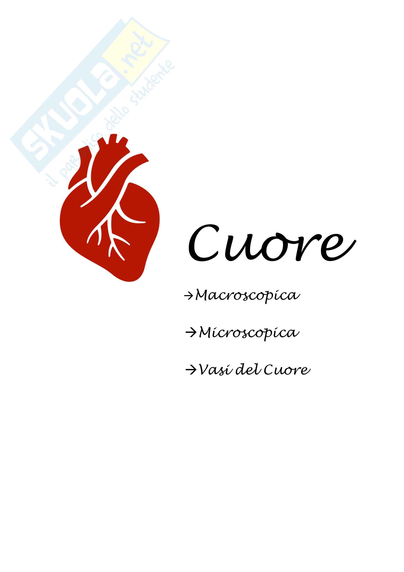 Cuore Apicale