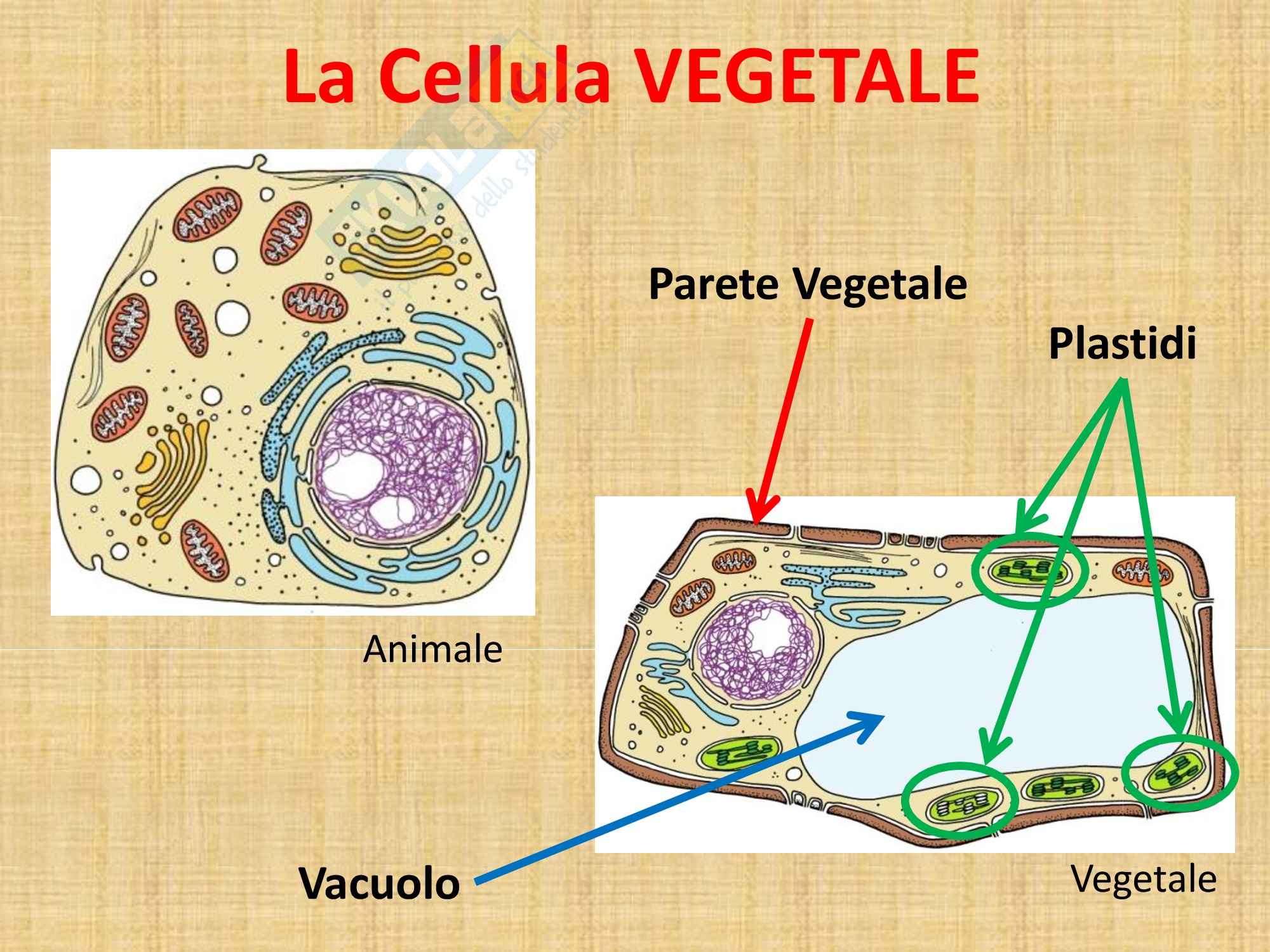 Biologia vegetale - i plastidi