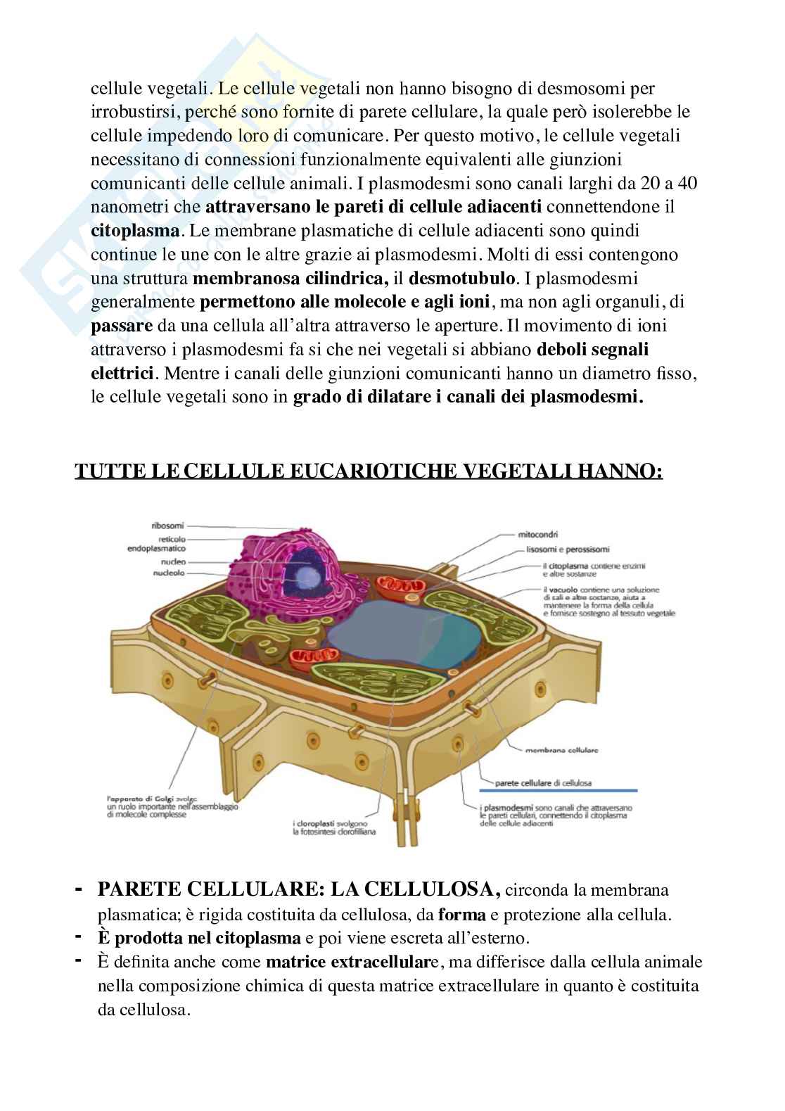 Cellula eucariote vegetale, approfondimento membrana plasmatica, trasporti