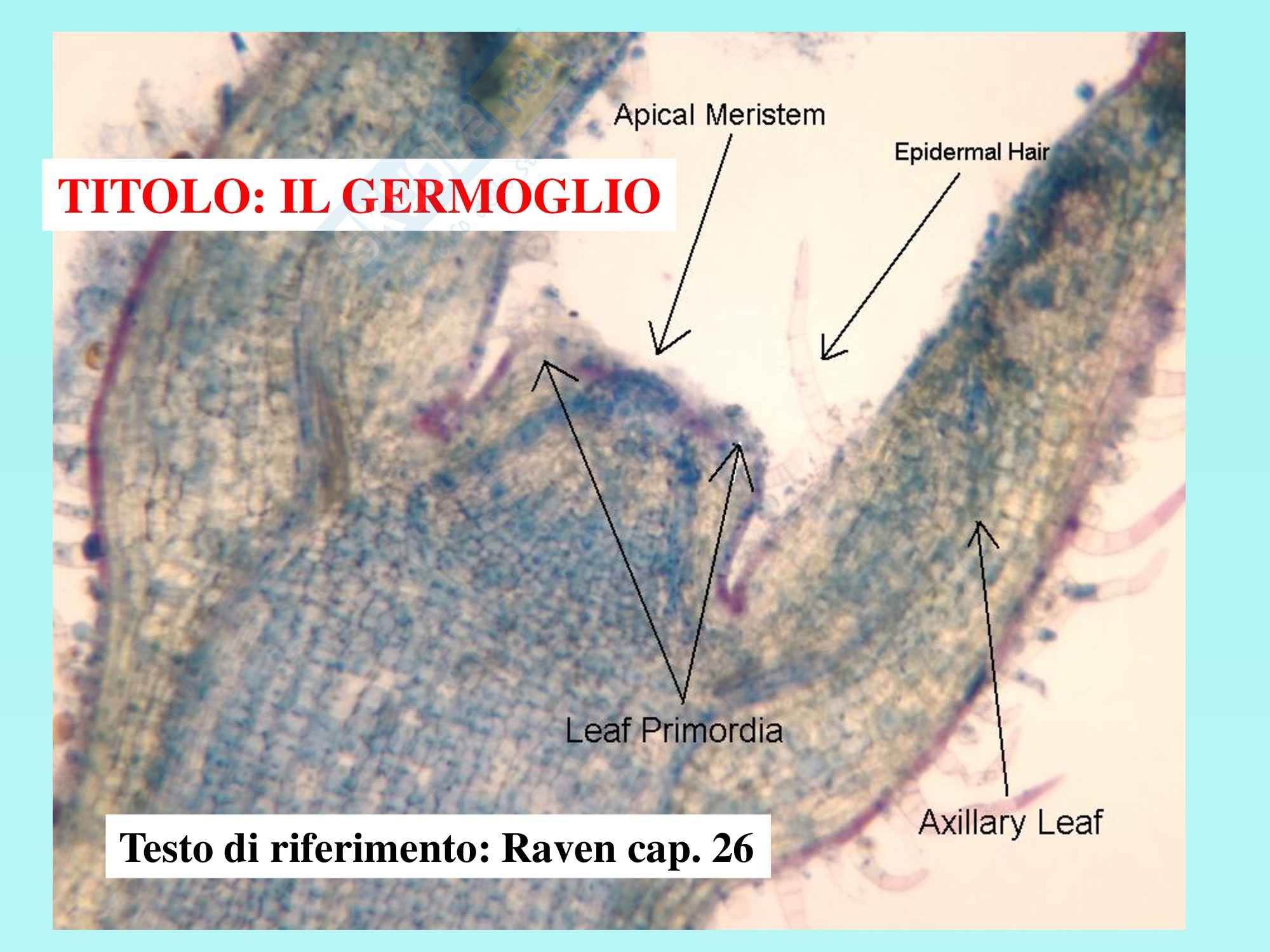 Biologia vegetale - germoglio