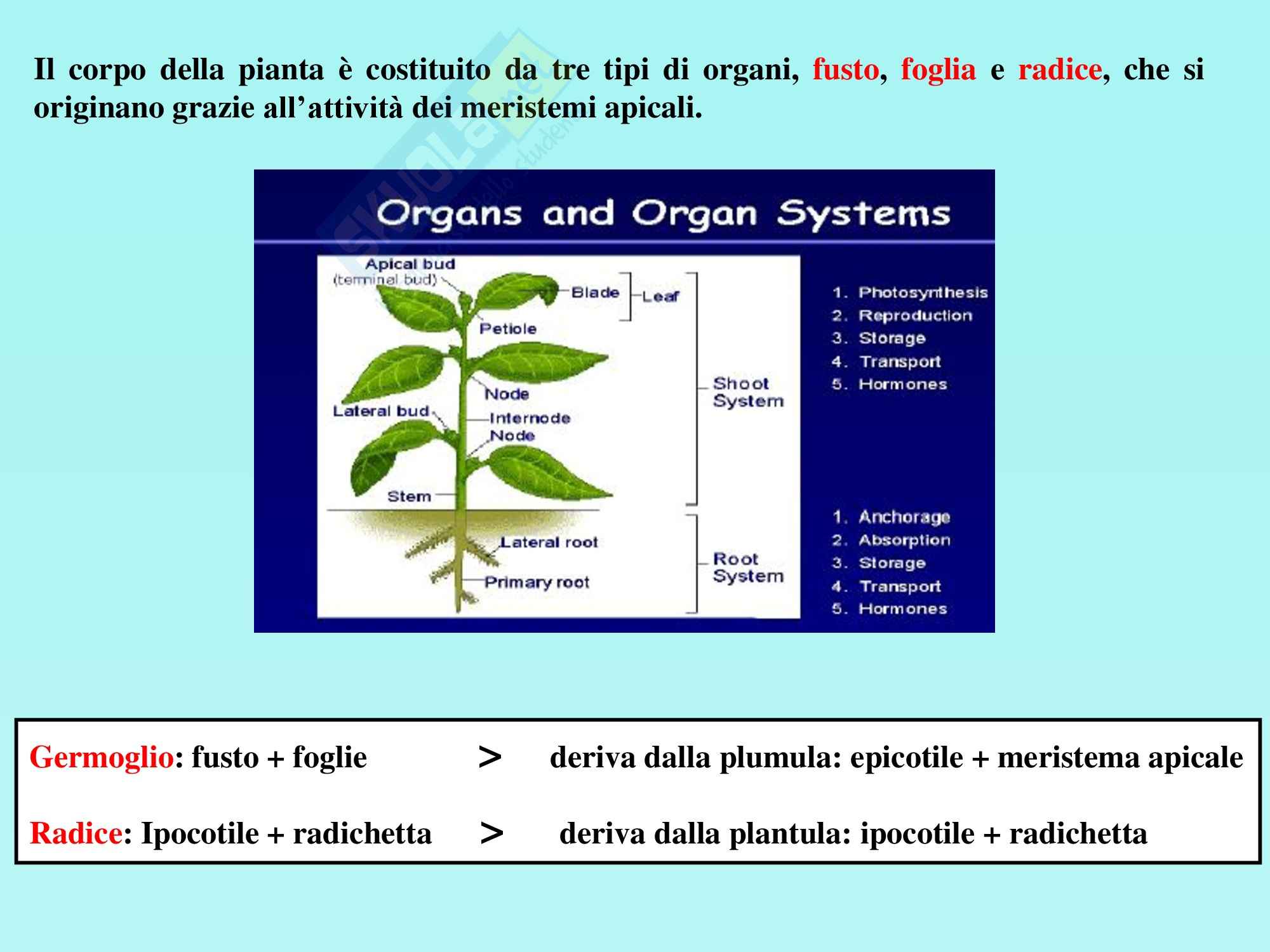 Biologia vegetale - germoglio