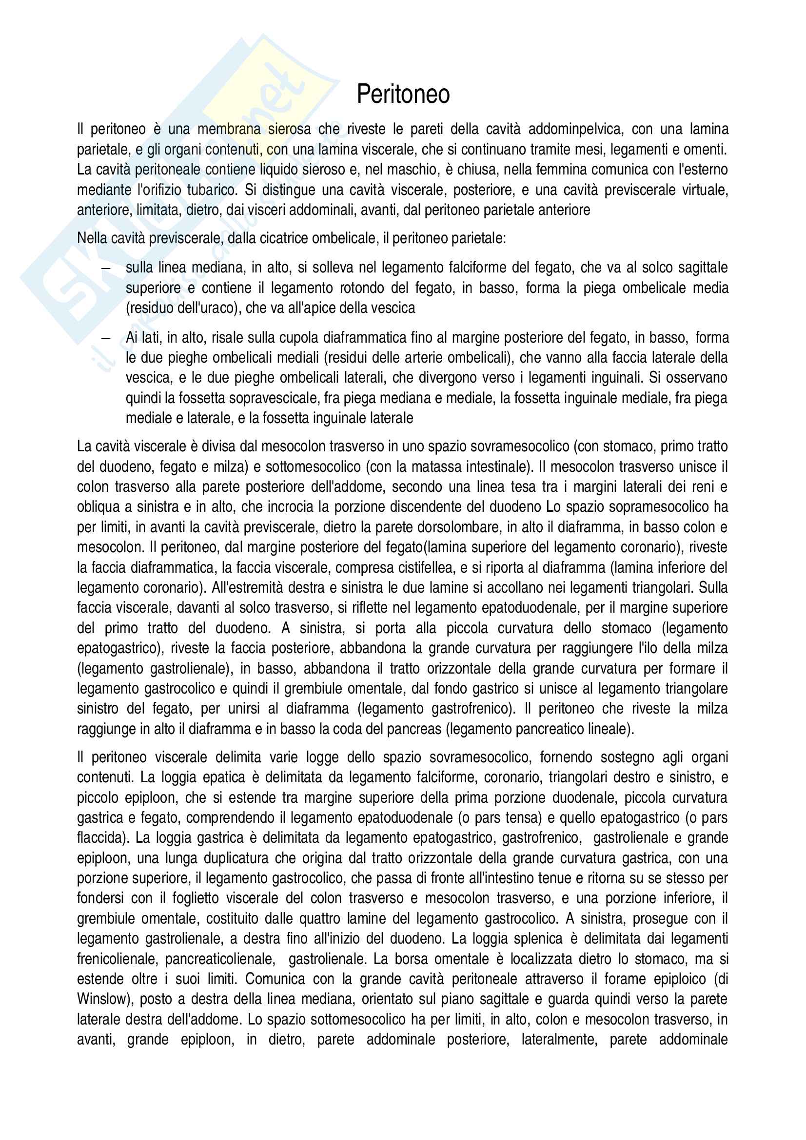 Peritoneo: Appunti di Anatomia 2