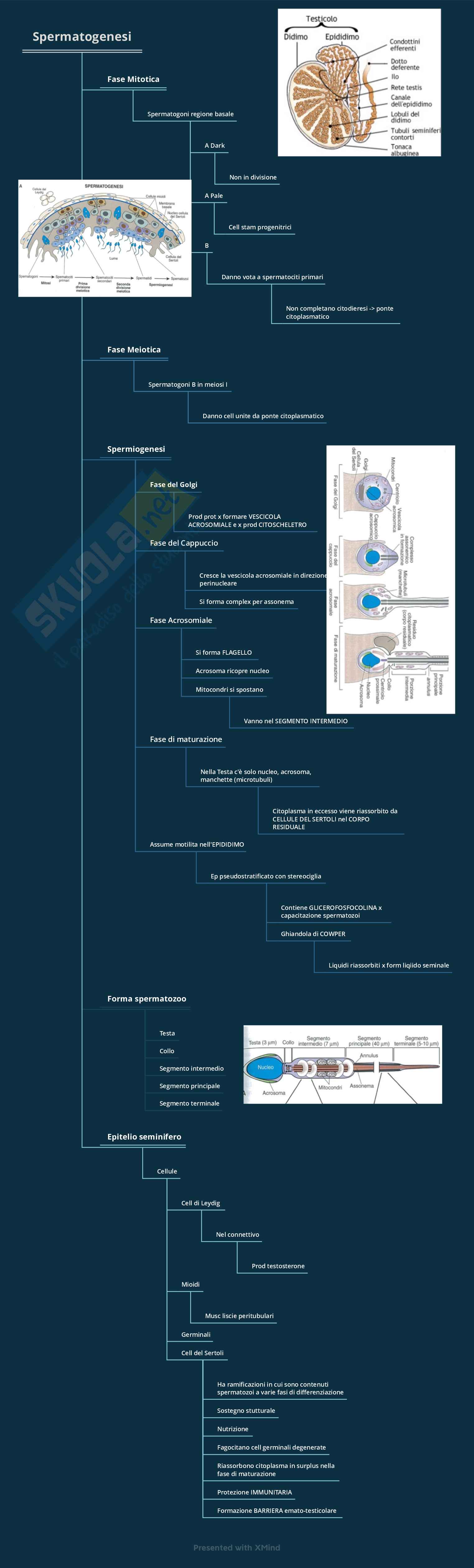 Schemi di Embriologia