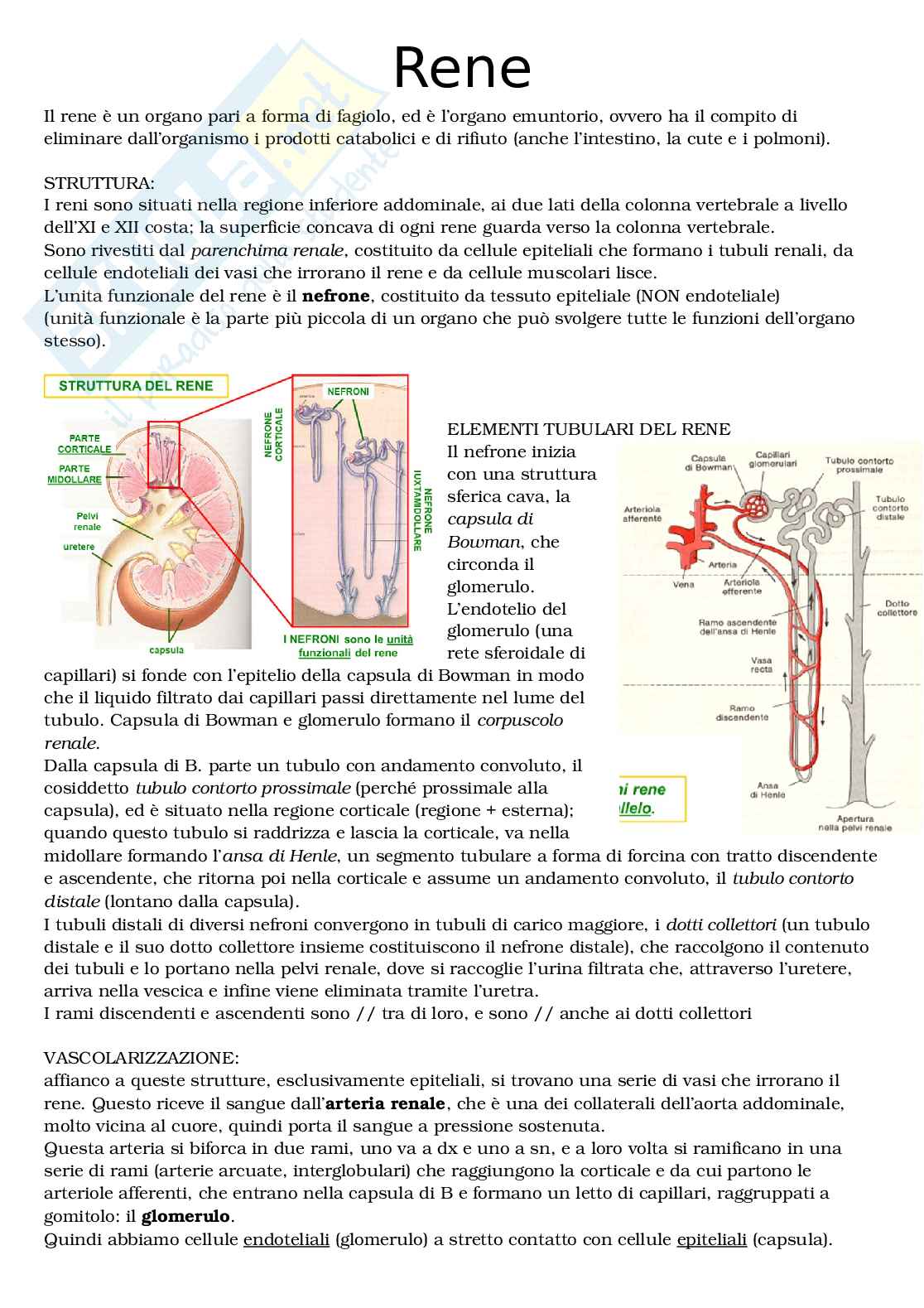 Rene, Fisiologia cellulare