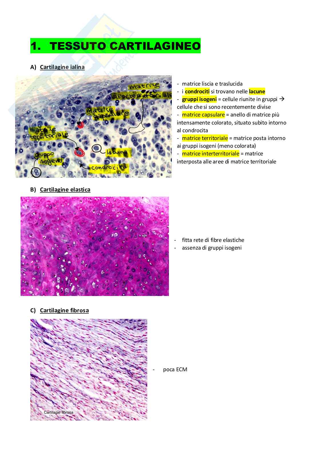 Istologia: Schema - Appunti e Riassunto Anatomia Microscopica ...