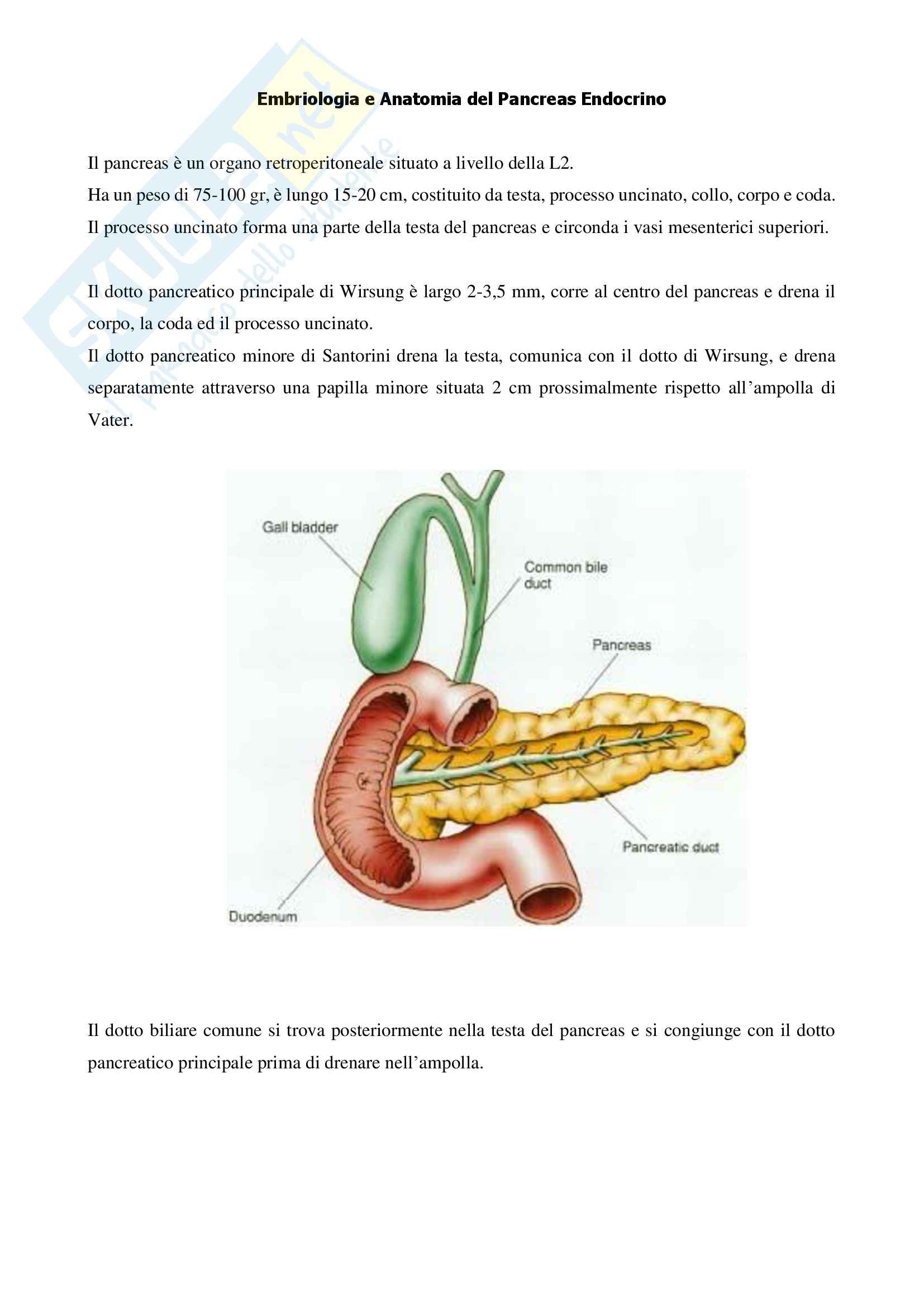 Endocrinologia - Embriologia e Anatomia del Pancreas Endocrino