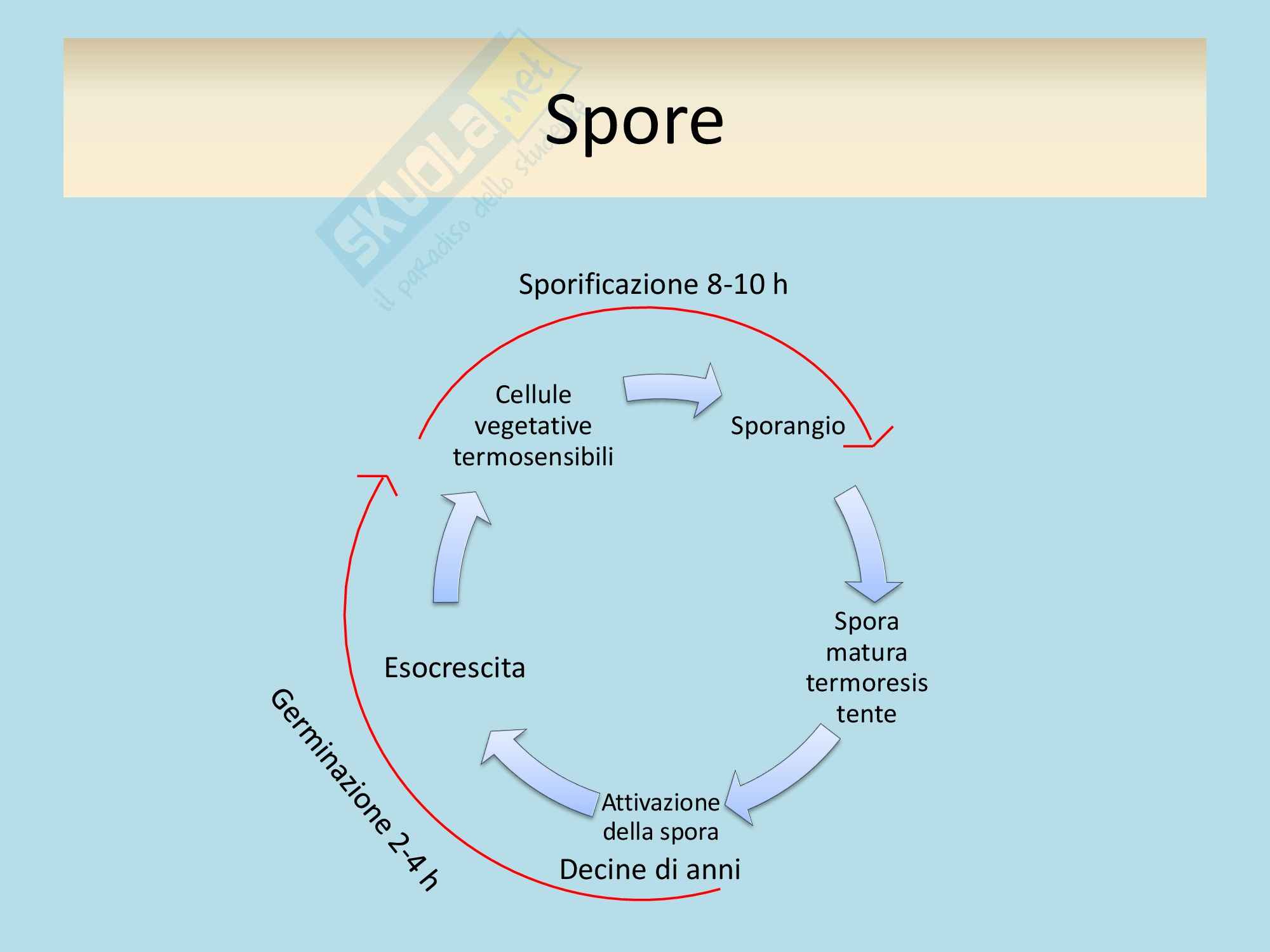 Spore batteriche