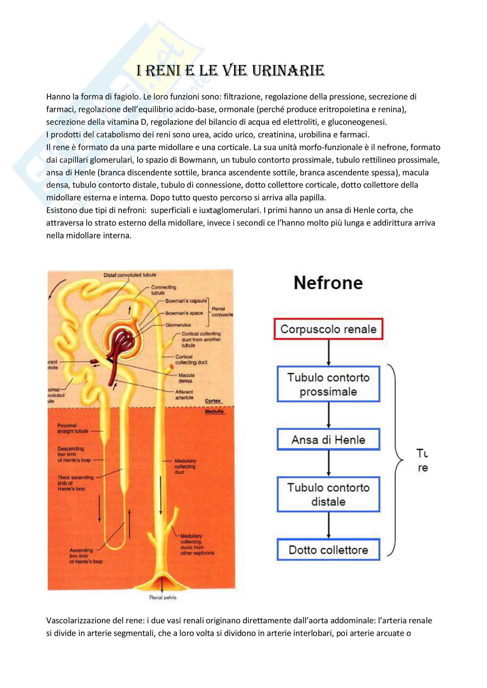 Rene: Appunti di fisiologia umana