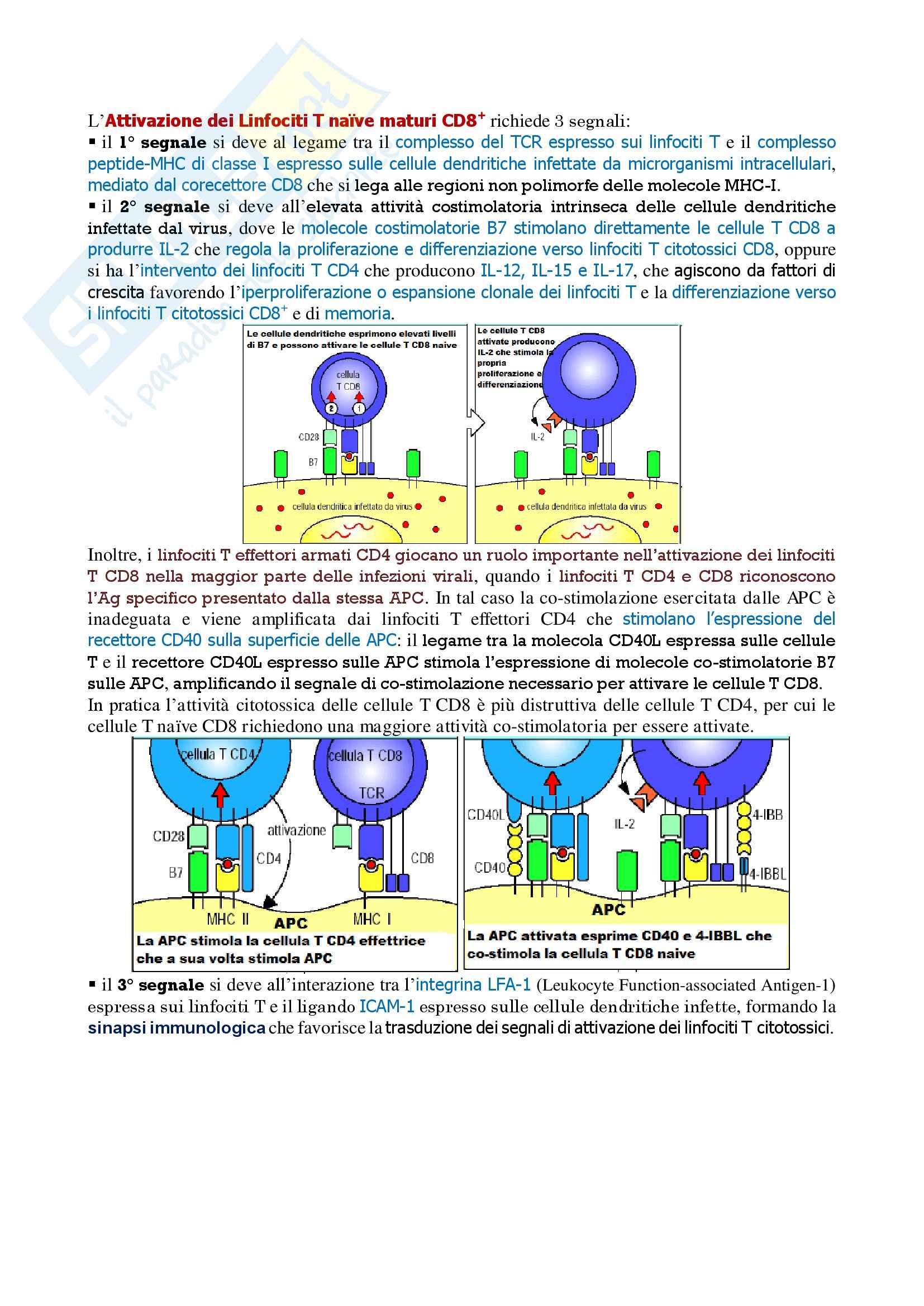 Immunologia – attivazione dei linfociti T naive maturi CD8