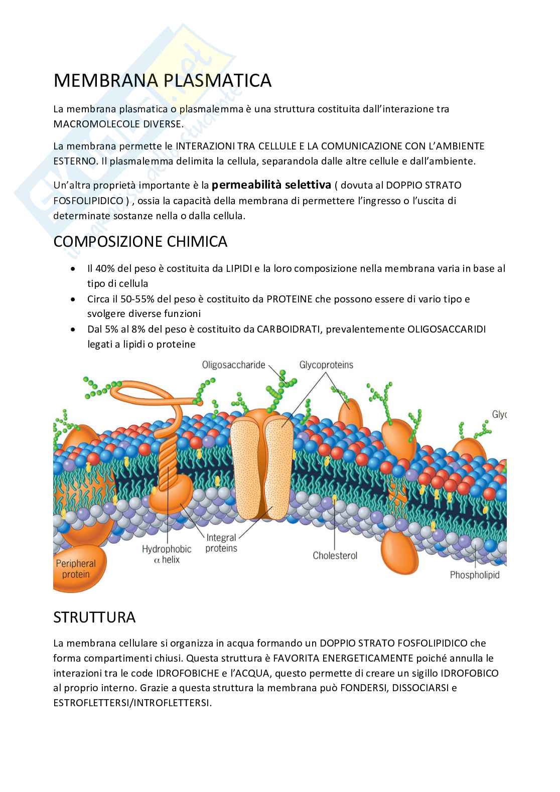 La membrana plasmatica - parte 1