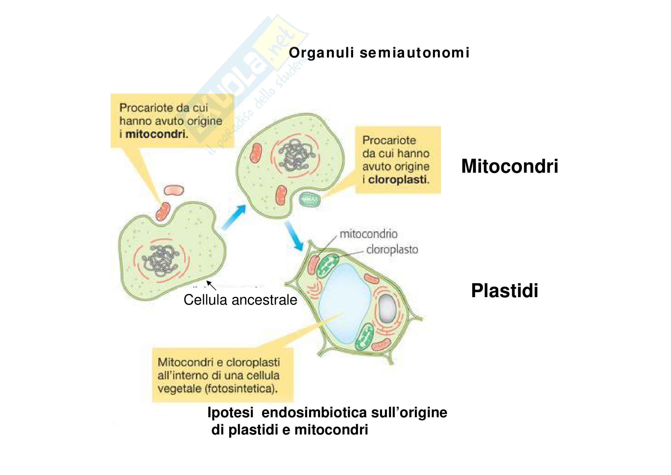 Cellula, plastidi, mitocondri: Appunti di botanica