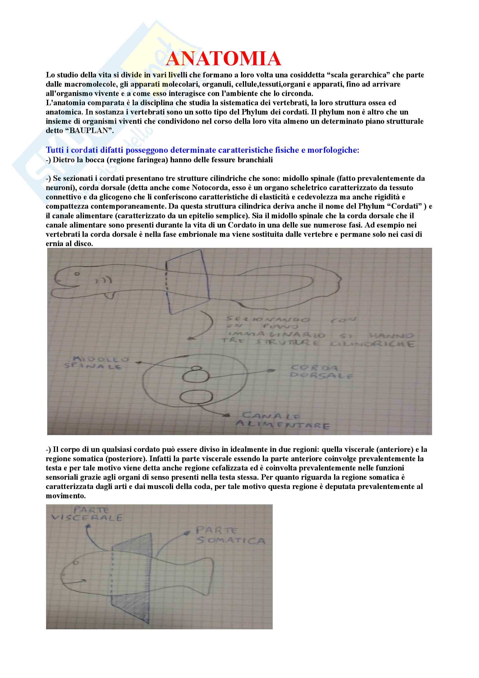 Riassunto di Anatomia comparata (anatomia e neuroanatomia)