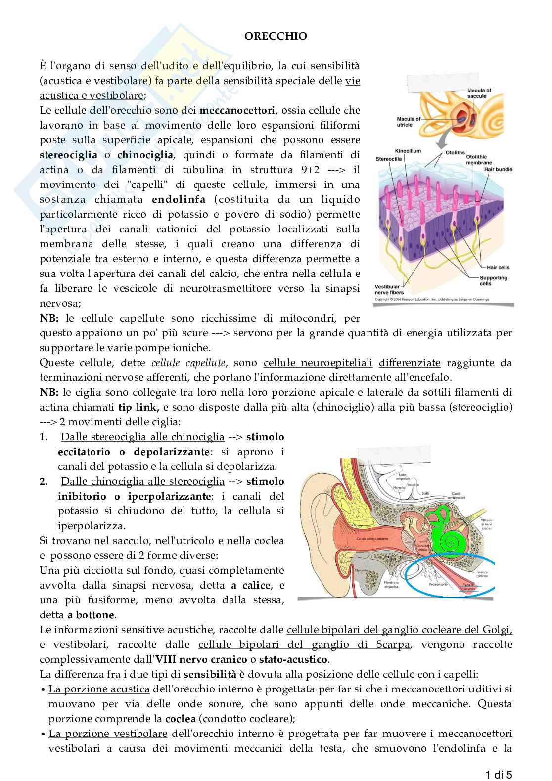 Schemi descrittivi dell'orecchio (interno/medio/esterno)