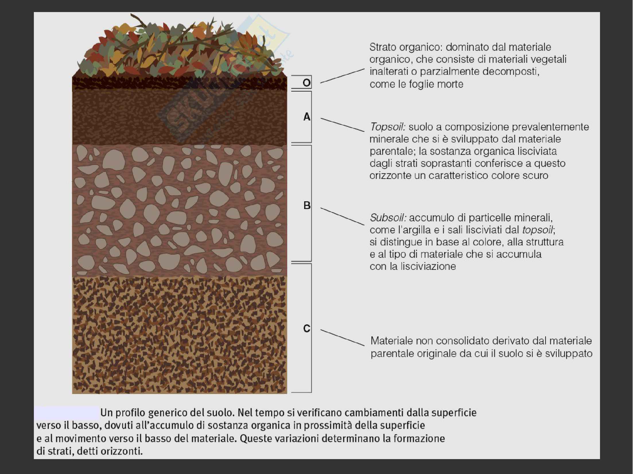 Suolo: Appunti di ecologia