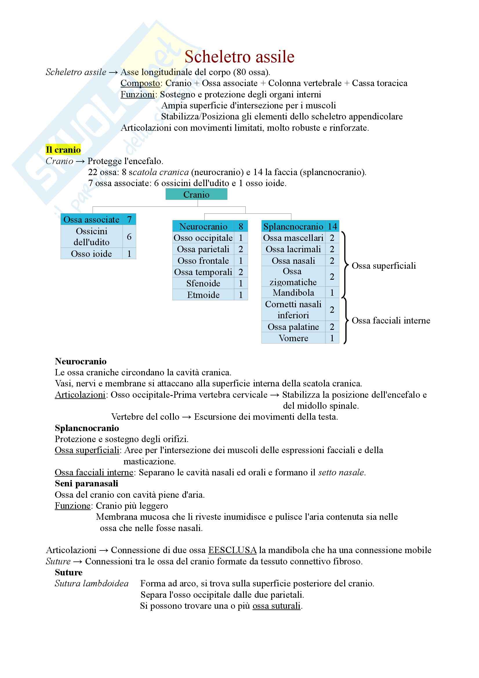 Anatomia e fisiologia - Scheletro assile