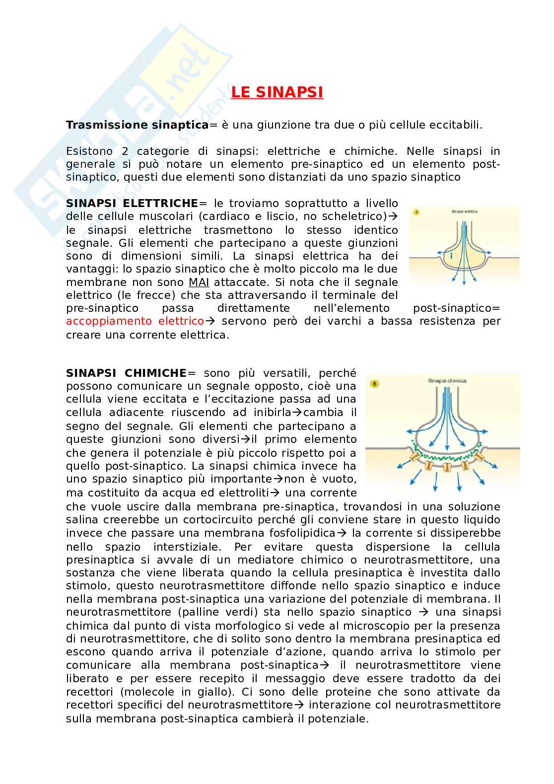 Fisiologia - le sinapsi