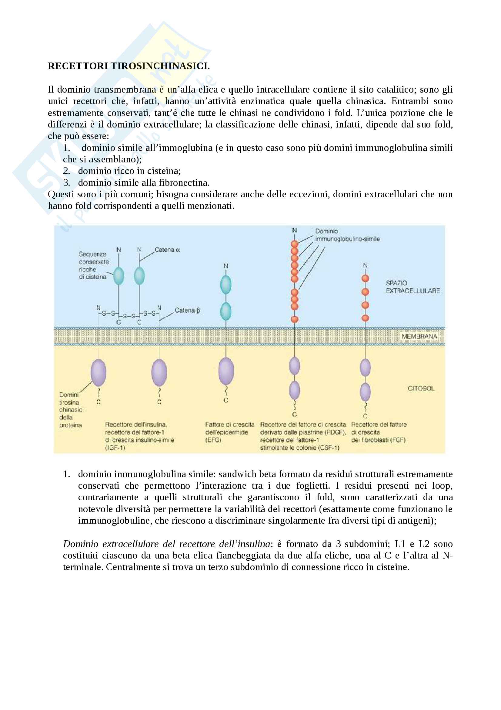 Recettori tirosin chinasici